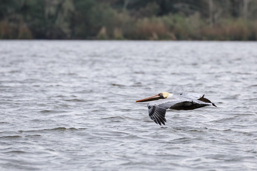 Bay Area Rowing Club of Houston - BARC